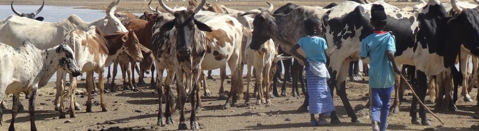 Thematic Review on Climate-Security and Peacebuilding | Planetary ... Thematic Review on Climate-Security and Peacebuilding | Planetary ...